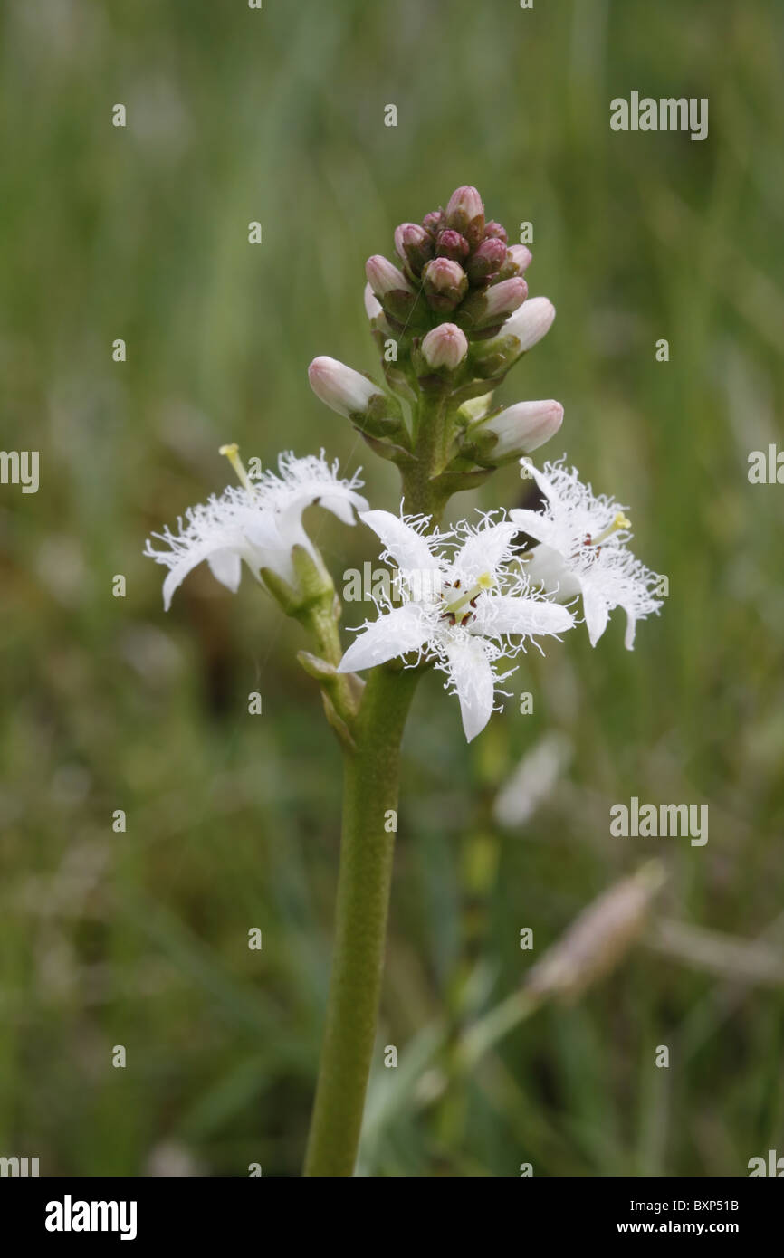 Bogbean flower hi-res stock photography and images - Alamy