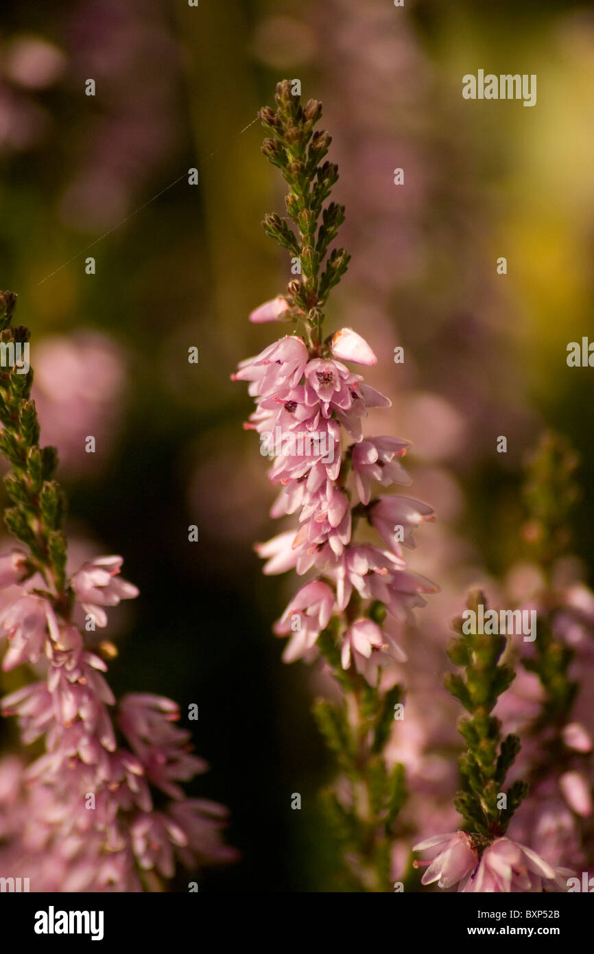 Pink Heather, Cornwall Stock Photo - Alamy
