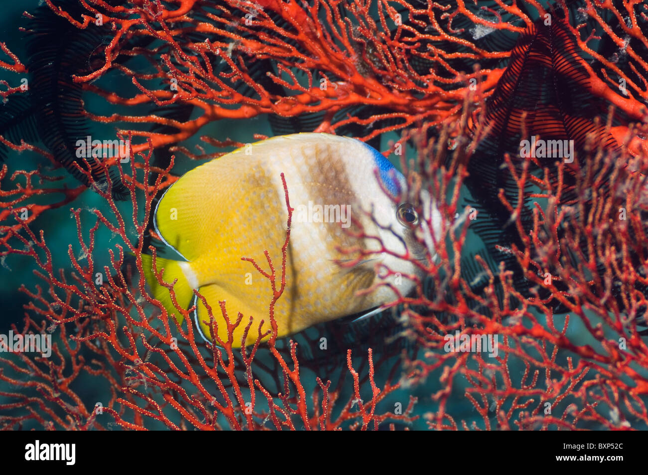 Klein's butterflyfish (Chaetodon kleinii) with gorgonian. Misool, Raja ...