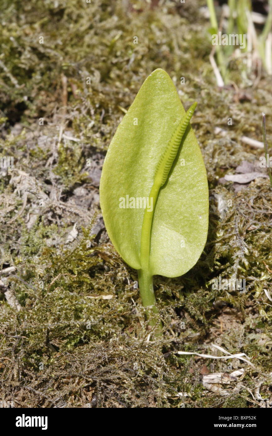 Adder’s tongue fern hi-res stock photography and images - Alamy