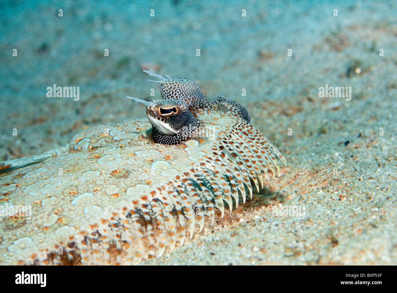 Leopard flounder (Bothus pantherinus). Sulawesi, Indonesia Stock Photo ...
