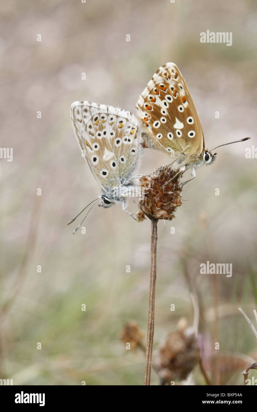 Chalkhill blue butterflies hi-res stock photography and images - Alamy