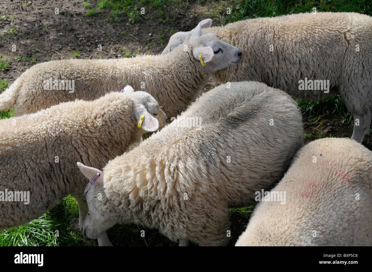 Sheep farm lamb england hi-res stock photography and images - Alamy