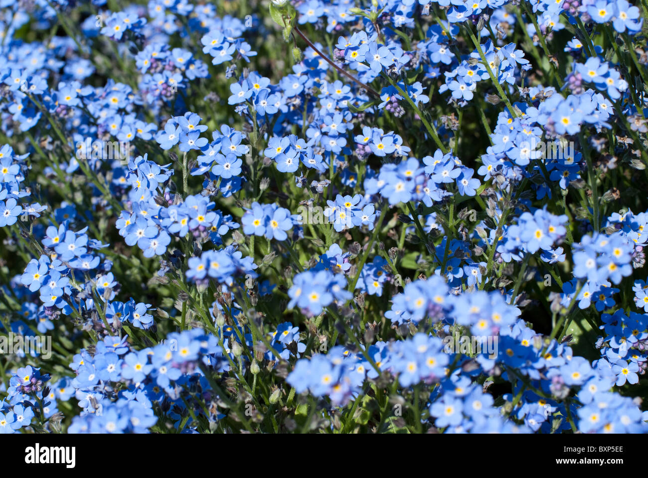 Close up photograph of forget-me-nots (knots) flowers in Golders Hill ...