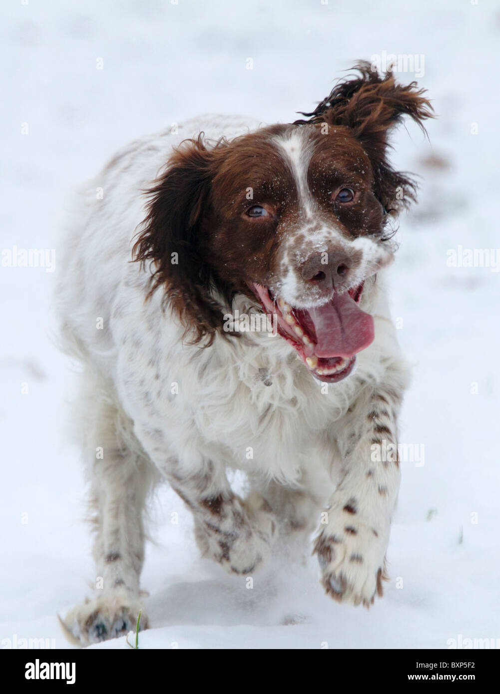 Dog running spaniel hi-res stock photography and images - Alamy