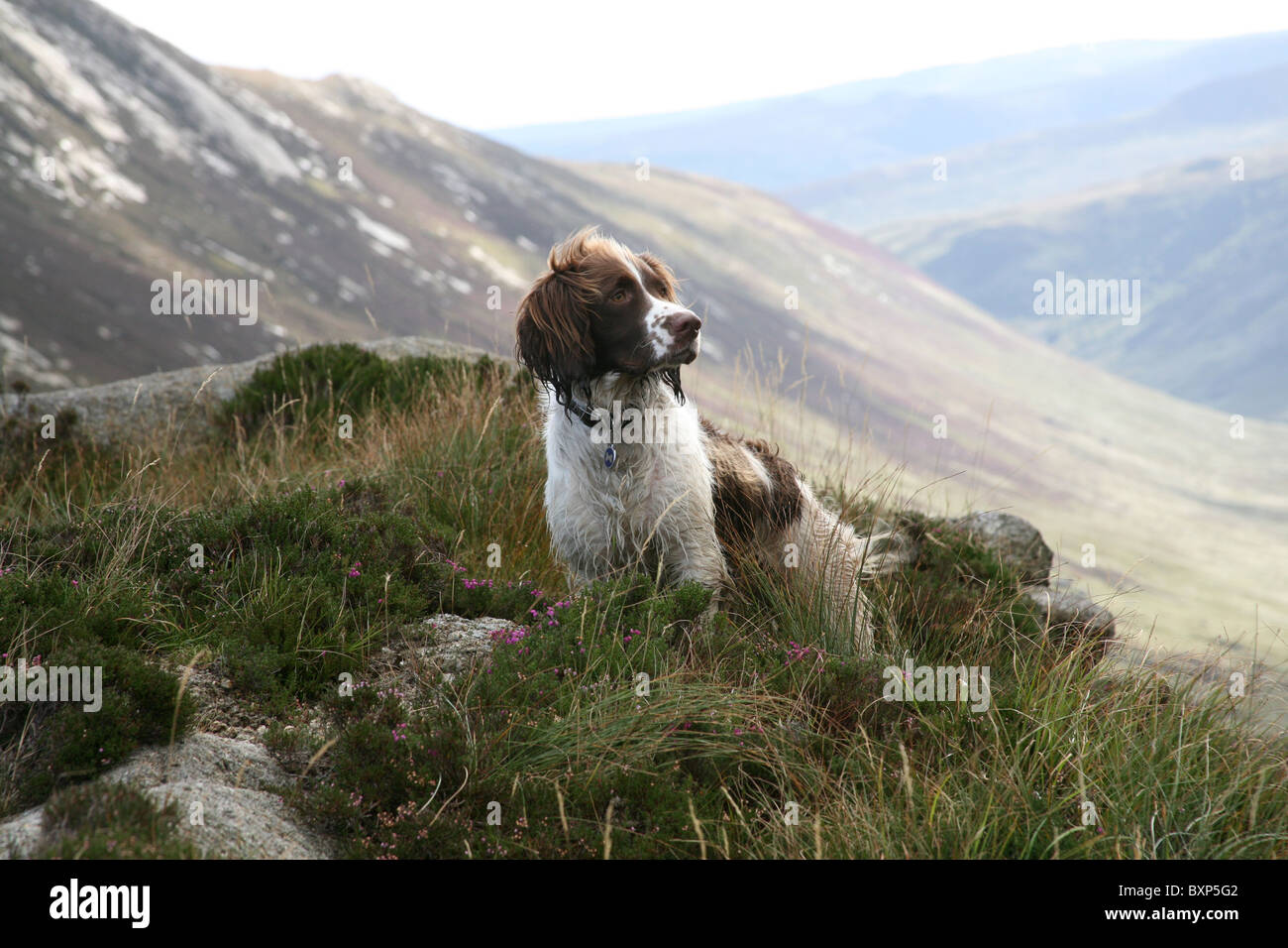 English springer spaniel hunt hi-res stock photography and images - Alamy