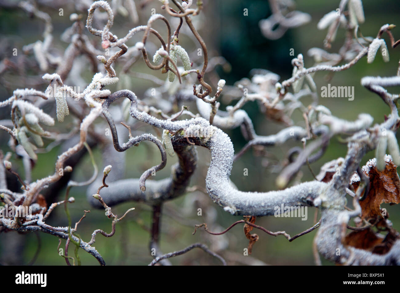 Frosty twisted hazel Stock Photo - Alamy