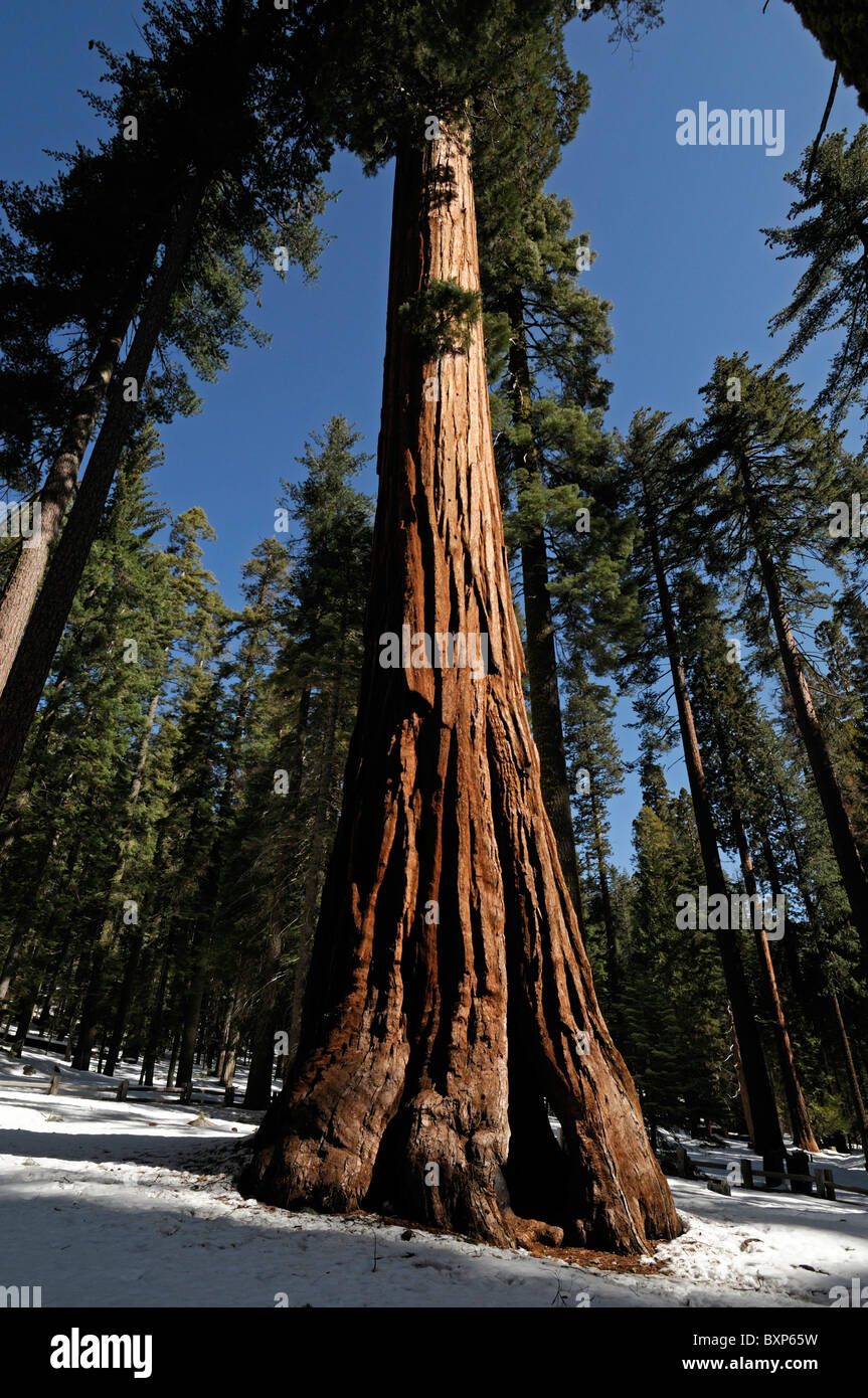 Sequoia trees Sequoiadendron giganteum Mariposa Grove Yosemite National ...