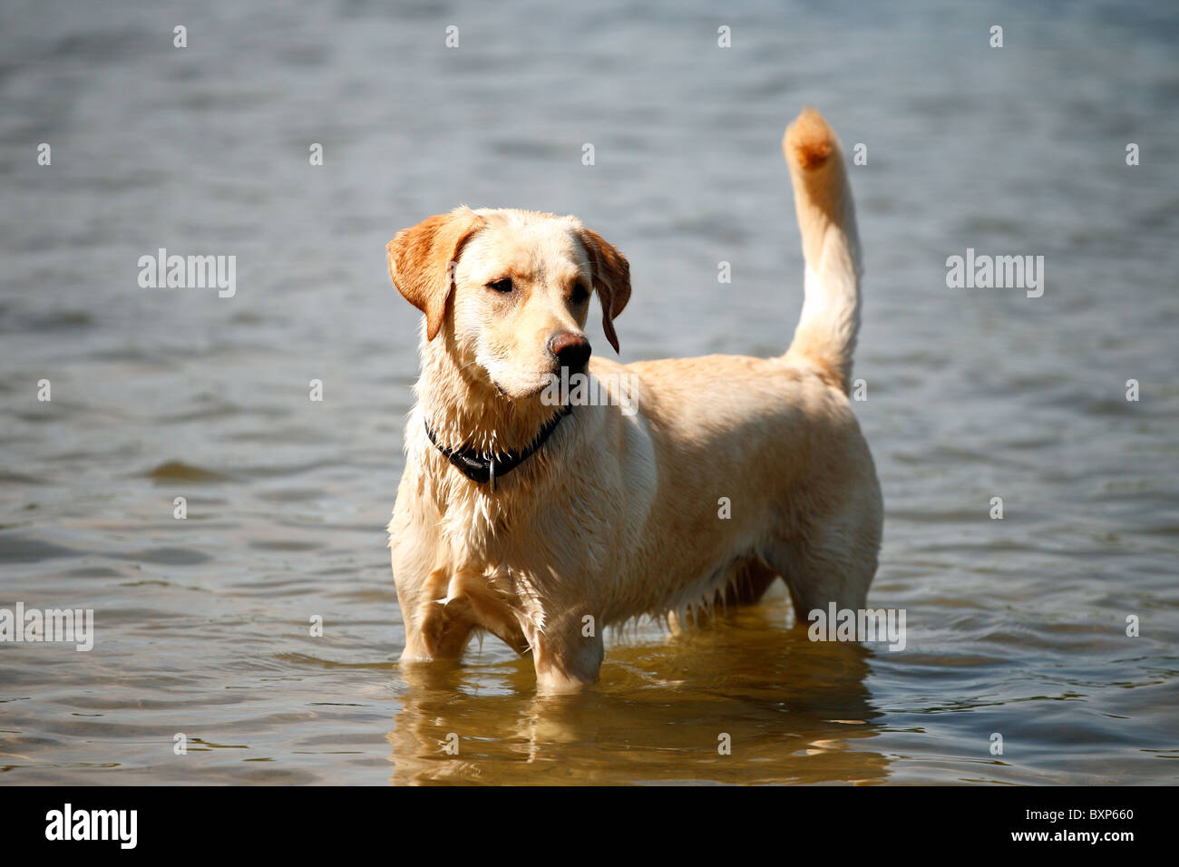 Labrador sea water hi-res stock photography and images - Alamy