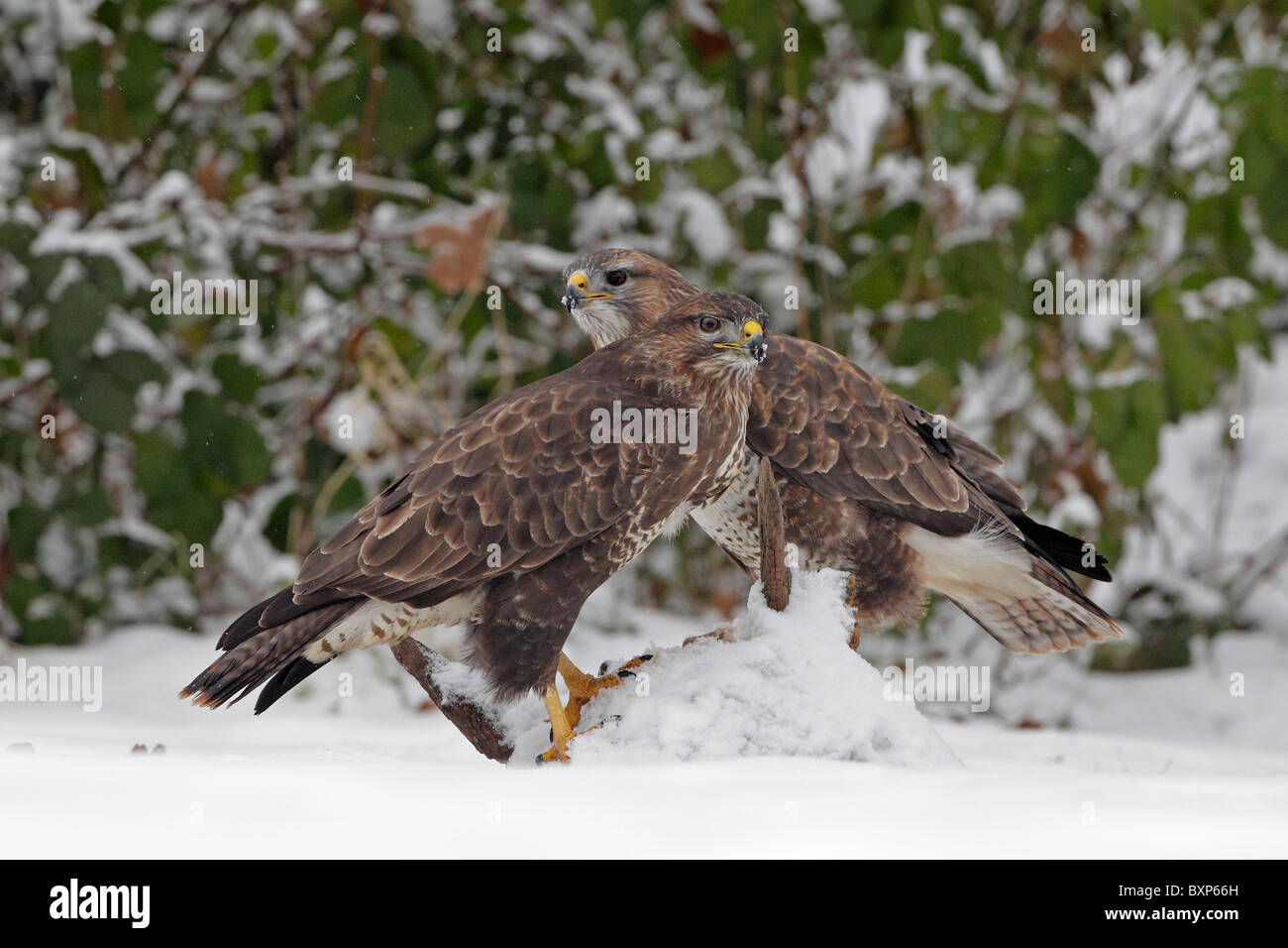 Pair of Common Buzzards in snow Stock Photo - Alamy