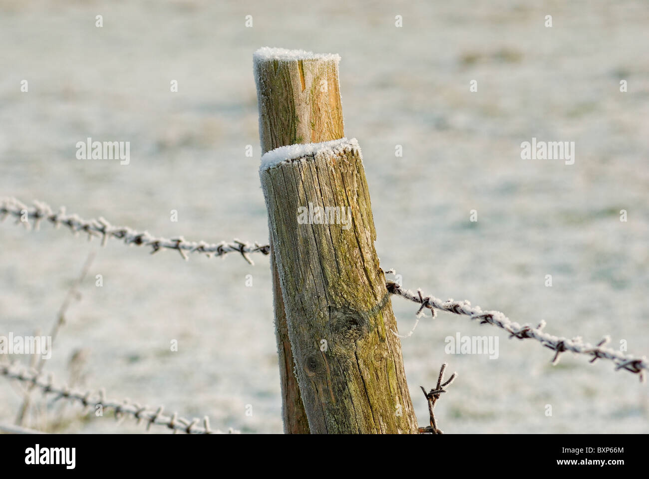 fence post and barbed wire frosted and iced Stock Photo - Alamy