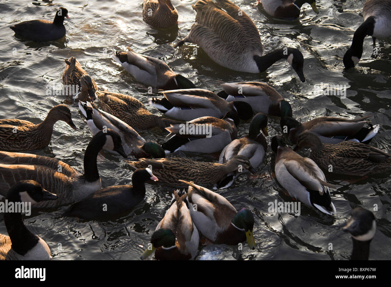 Ducks and geese feeding on the lake, Alexandra Park, Moss Side, Whalley ...