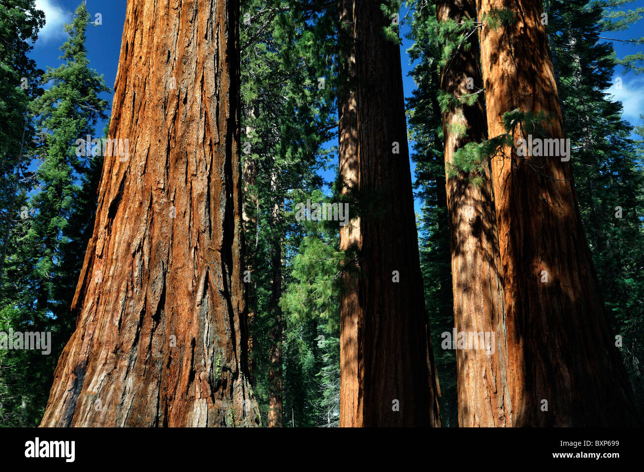 Sequoia trees Sequoiadendron giganteum Mariposa Grove Yosemite National ...