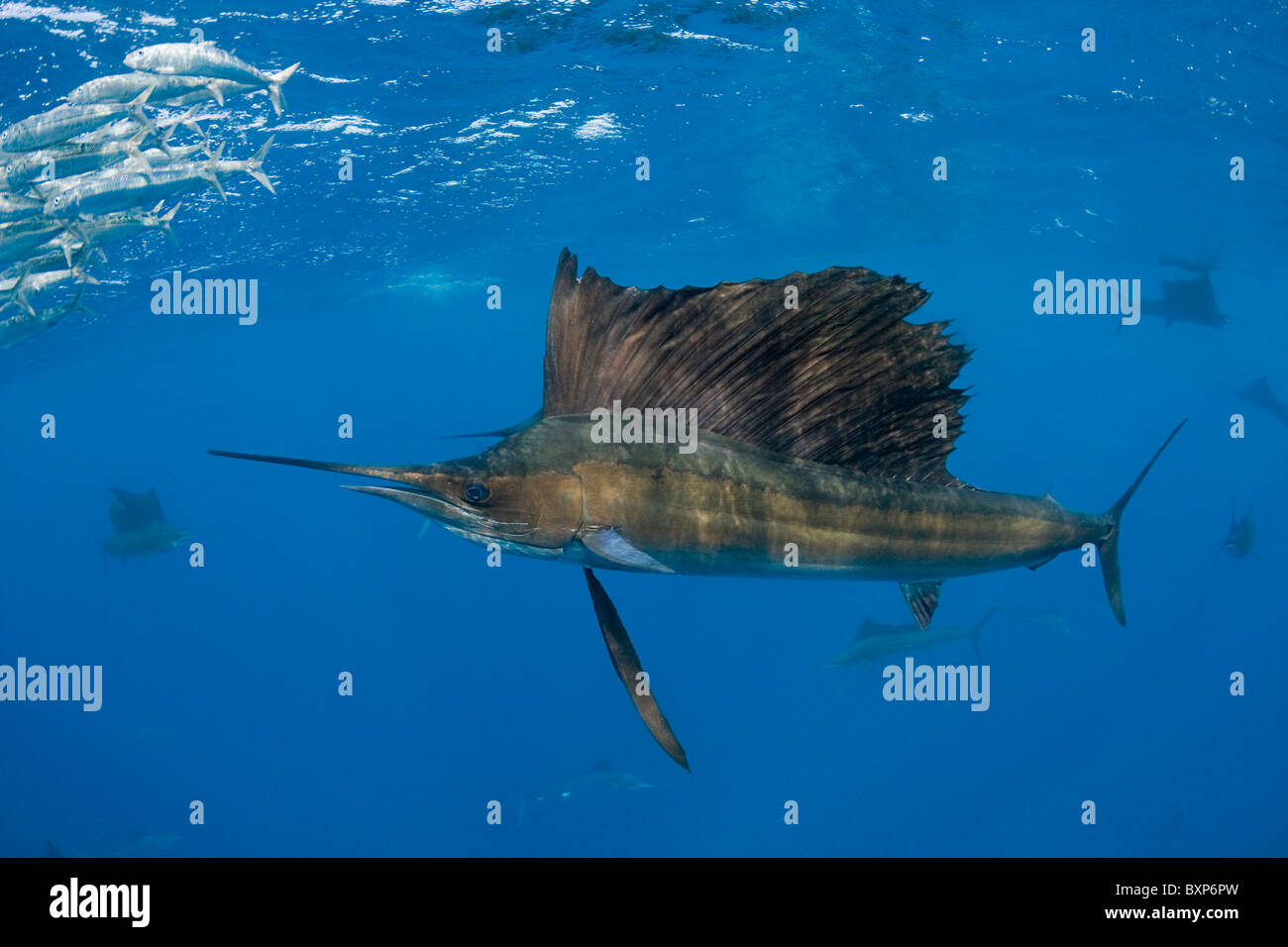 Atlantic sailfish, Istiophorus albicans, attacking baitball of sardines ...
