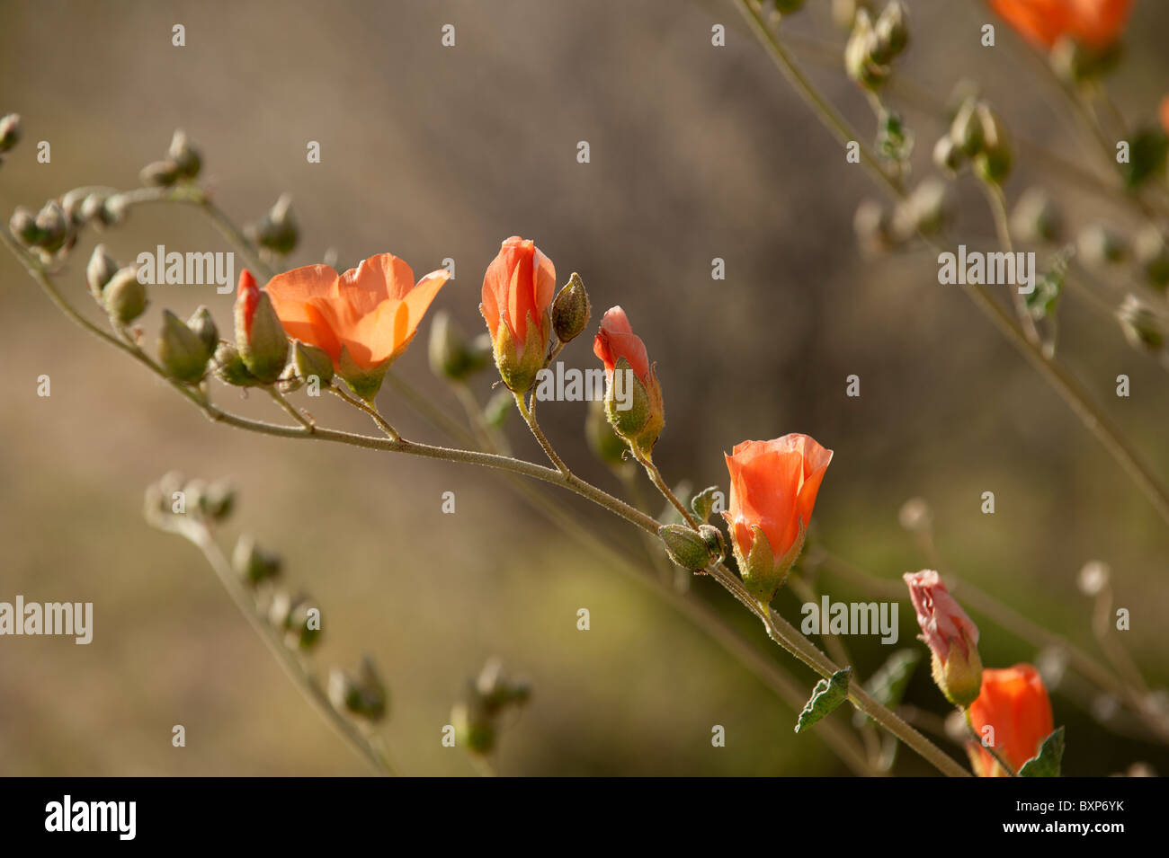 Desert Mallow (Sphaeralcea ambigua), a shrub of the Mojave Desert Stock ...