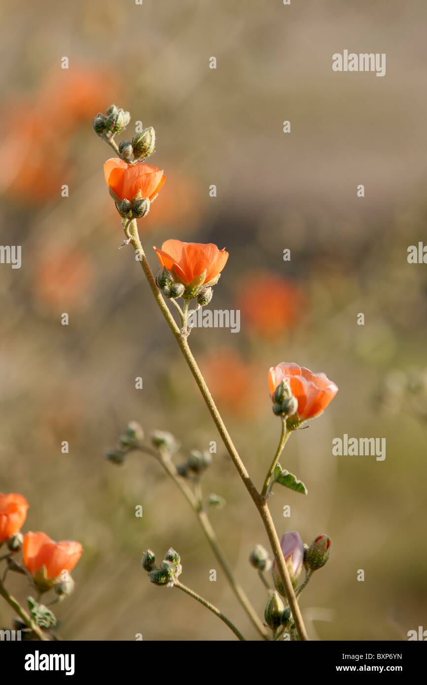 Desert Mallow (Sphaeralcea ambigua), a shrub of the Mojave Desert Stock ...