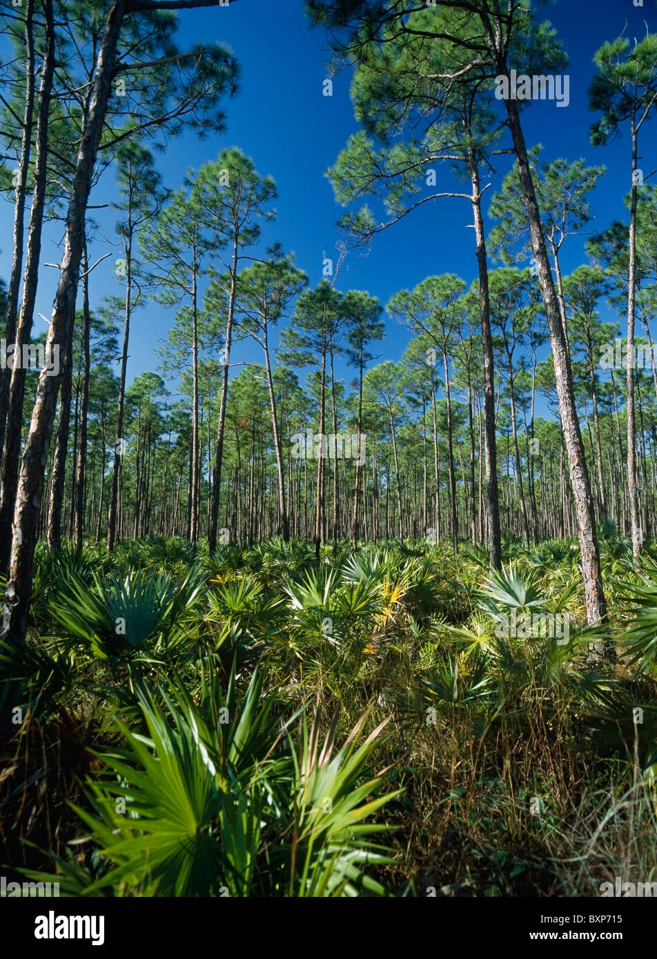 Pine Forest In The Interior Of Grand Bahama Island Stock Photo - Alamy