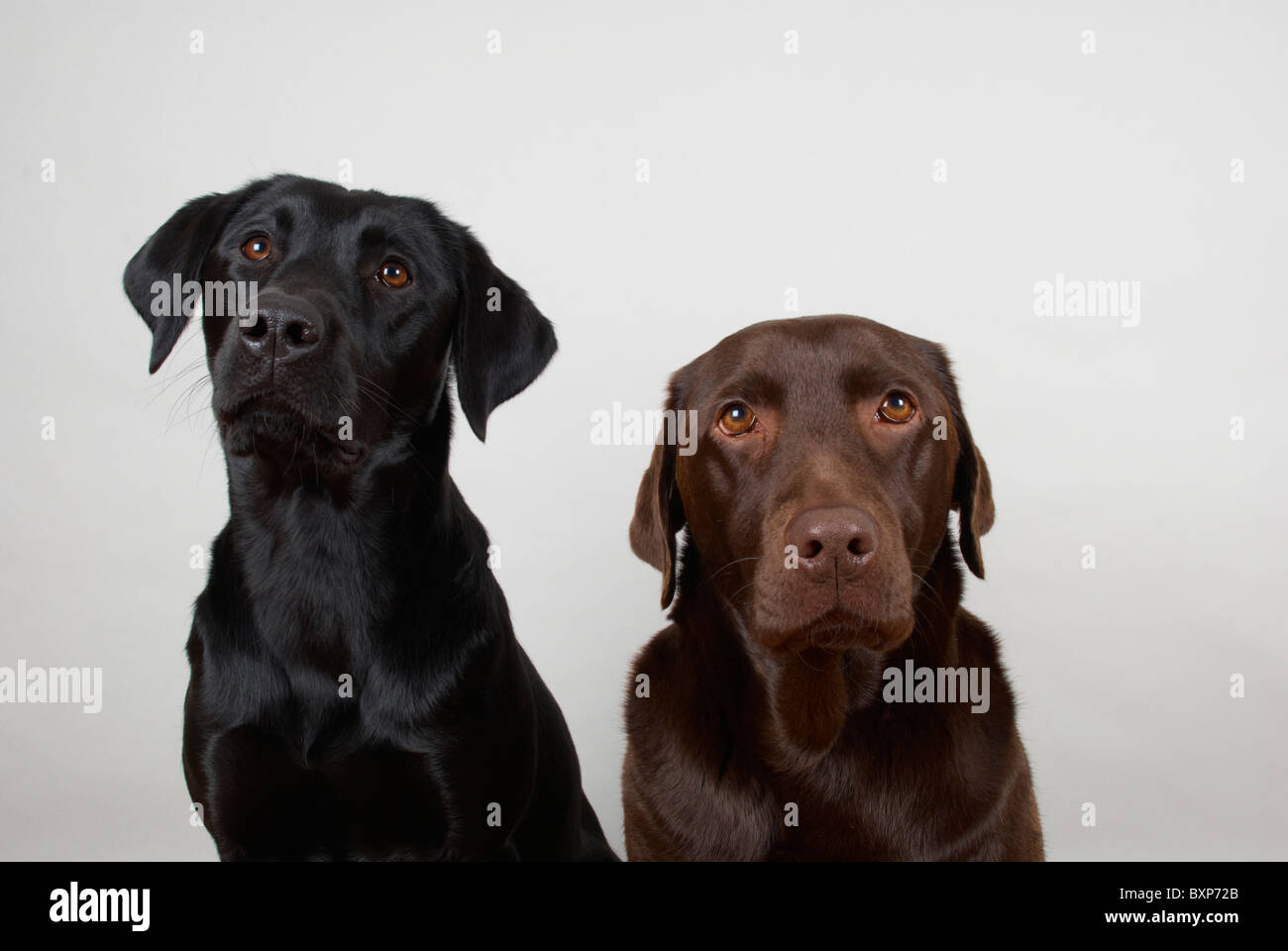 Black & chocolate Labrador retrievers Stock Photo - Alamy