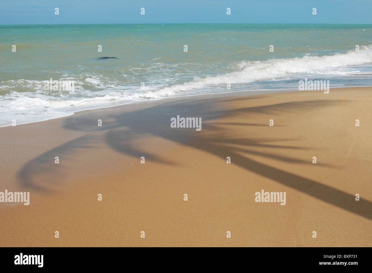 Palm Tree Shadow On Sandy Beach Stock Photo - Alamy
