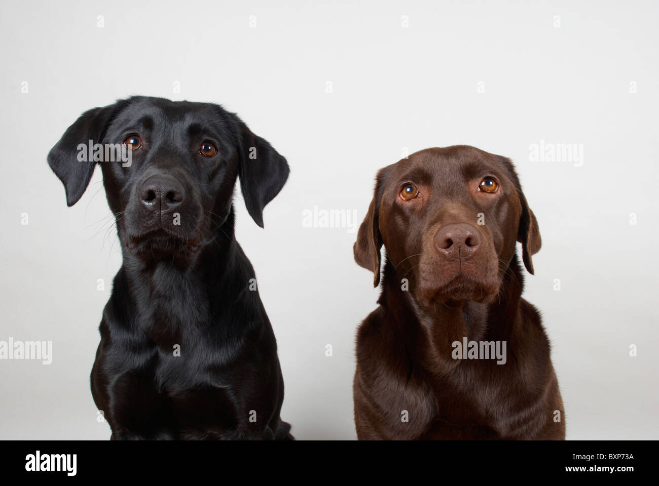 Black & chocolate Labrador retrievers Stock Photo - Alamy