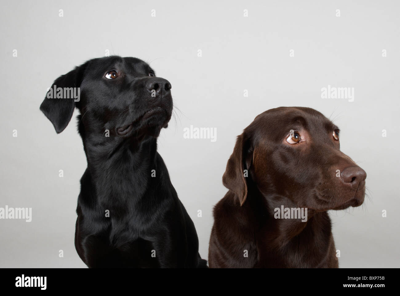 Black & chocolate Labrador retrievers Stock Photo - Alamy