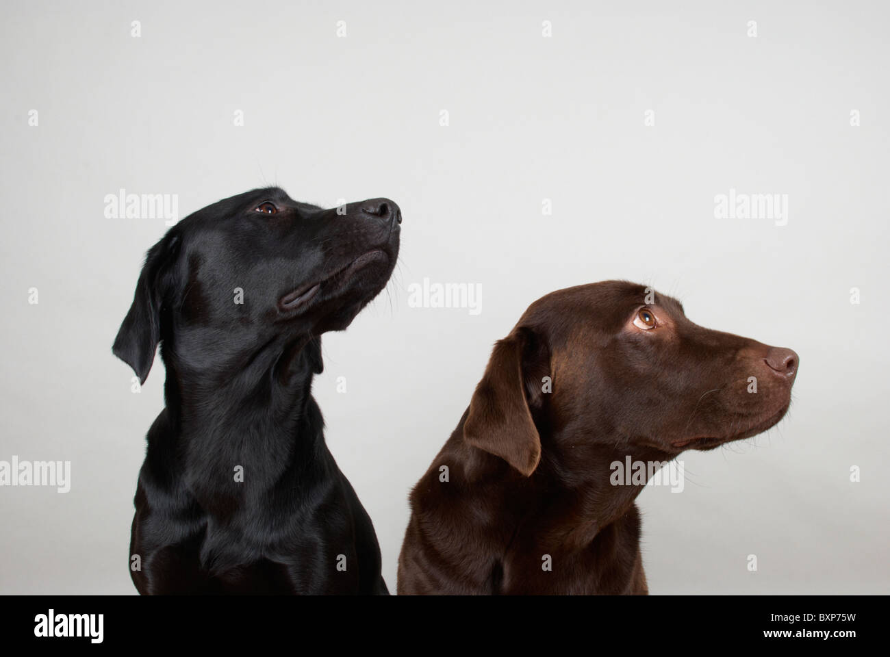 Black & chocolate Labrador retrievers Stock Photo - Alamy