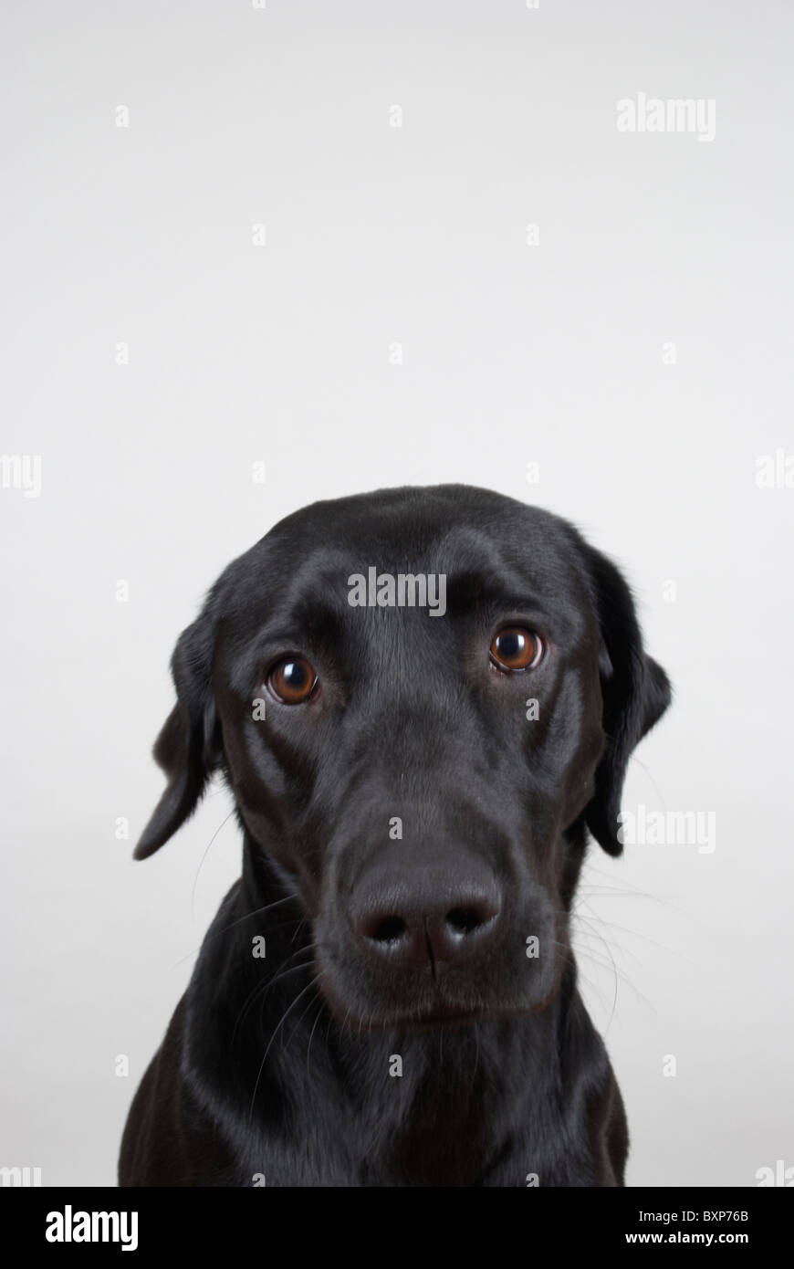 1 year old black Labrador retriever Stock Photo - Alamy