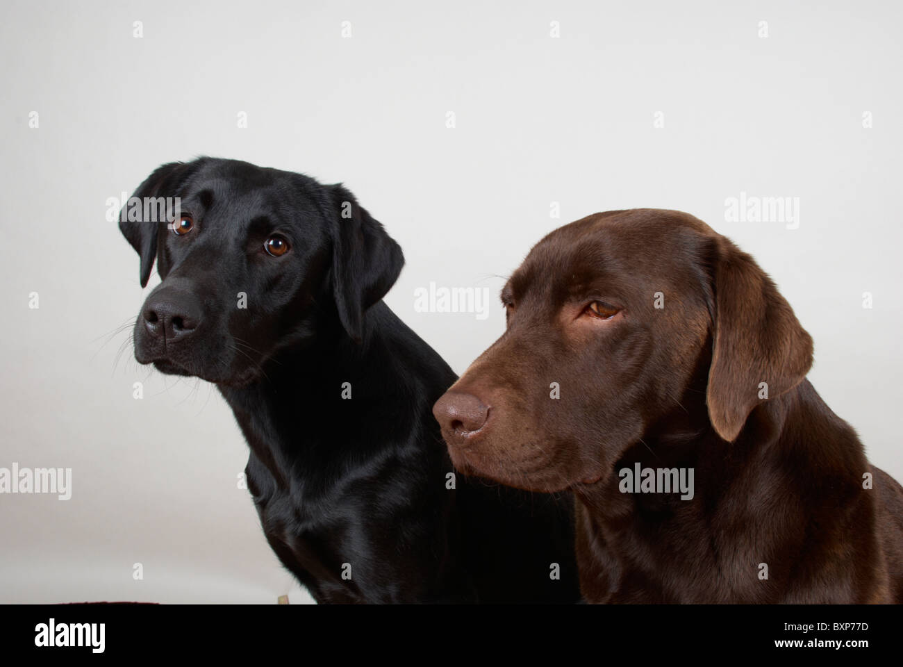 Black & chocolate Labrador retrievers Stock Photo - Alamy