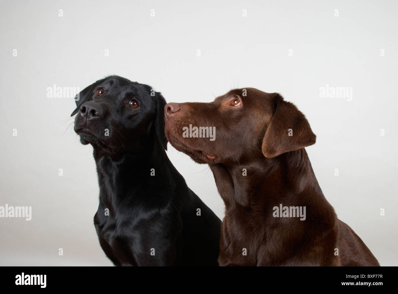 Black & chocolate Labrador retrievers Stock Photo - Alamy