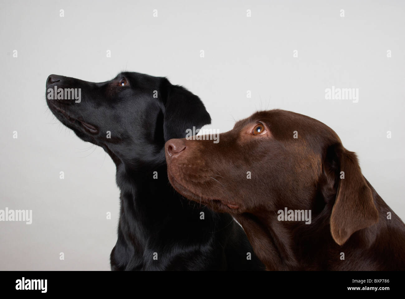 Black & chocolate Labrador retrievers Stock Photo - Alamy