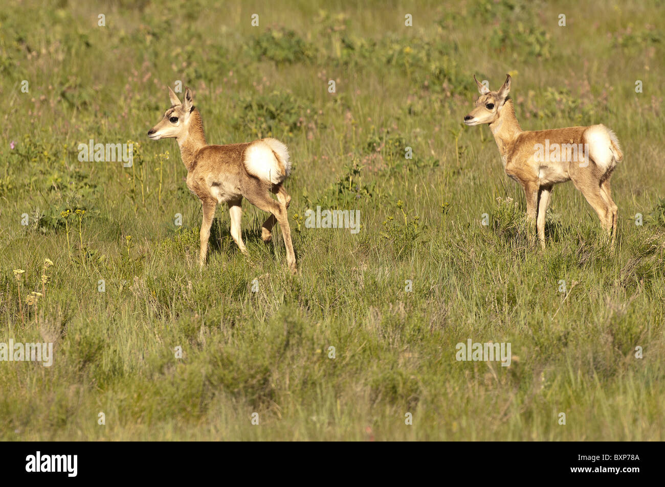 Baby pronghorns hi-res stock photography and images - Alamy
