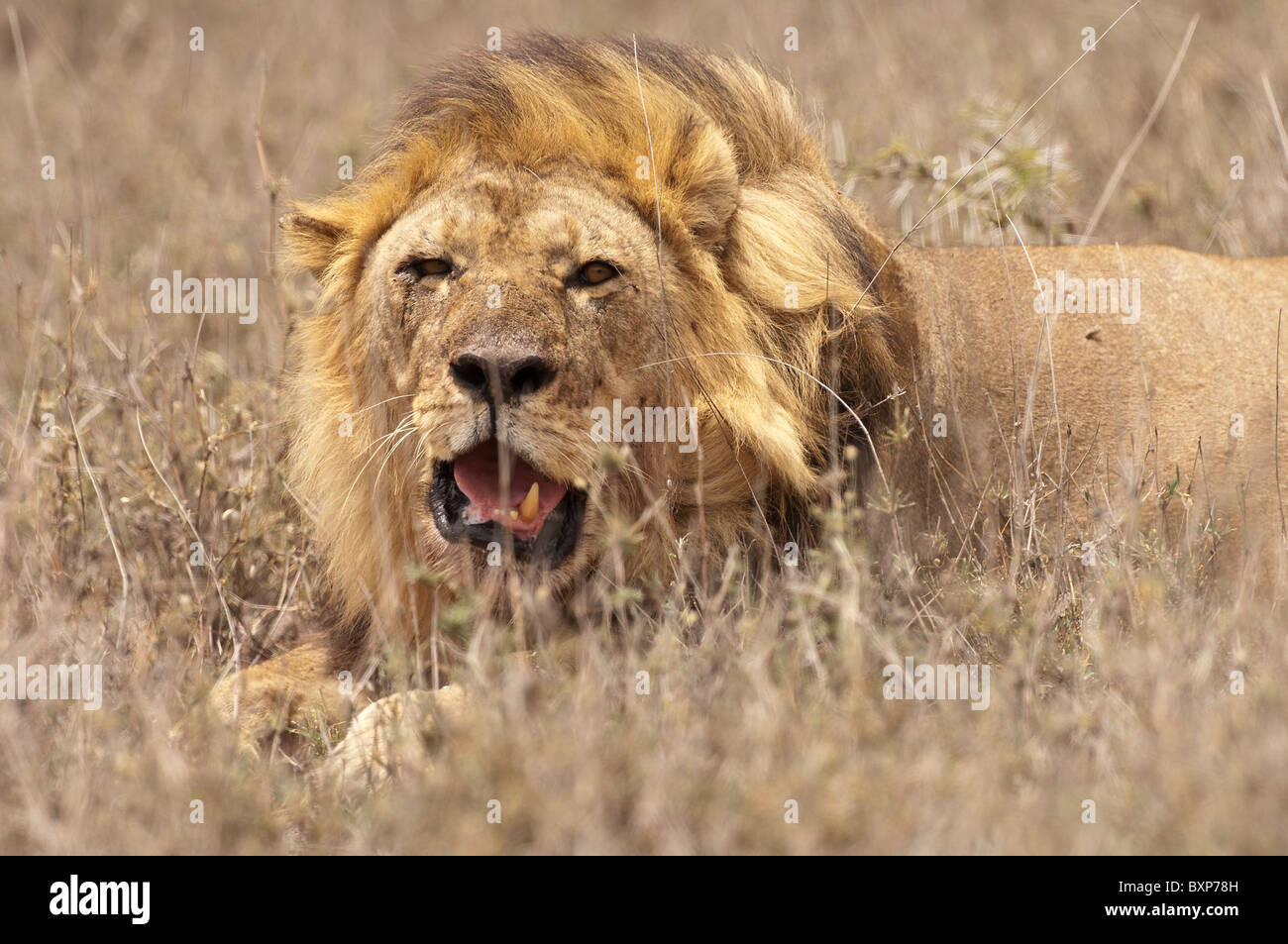 Stock photo of a male lion laying in cured grasses and roaring Stock ...
