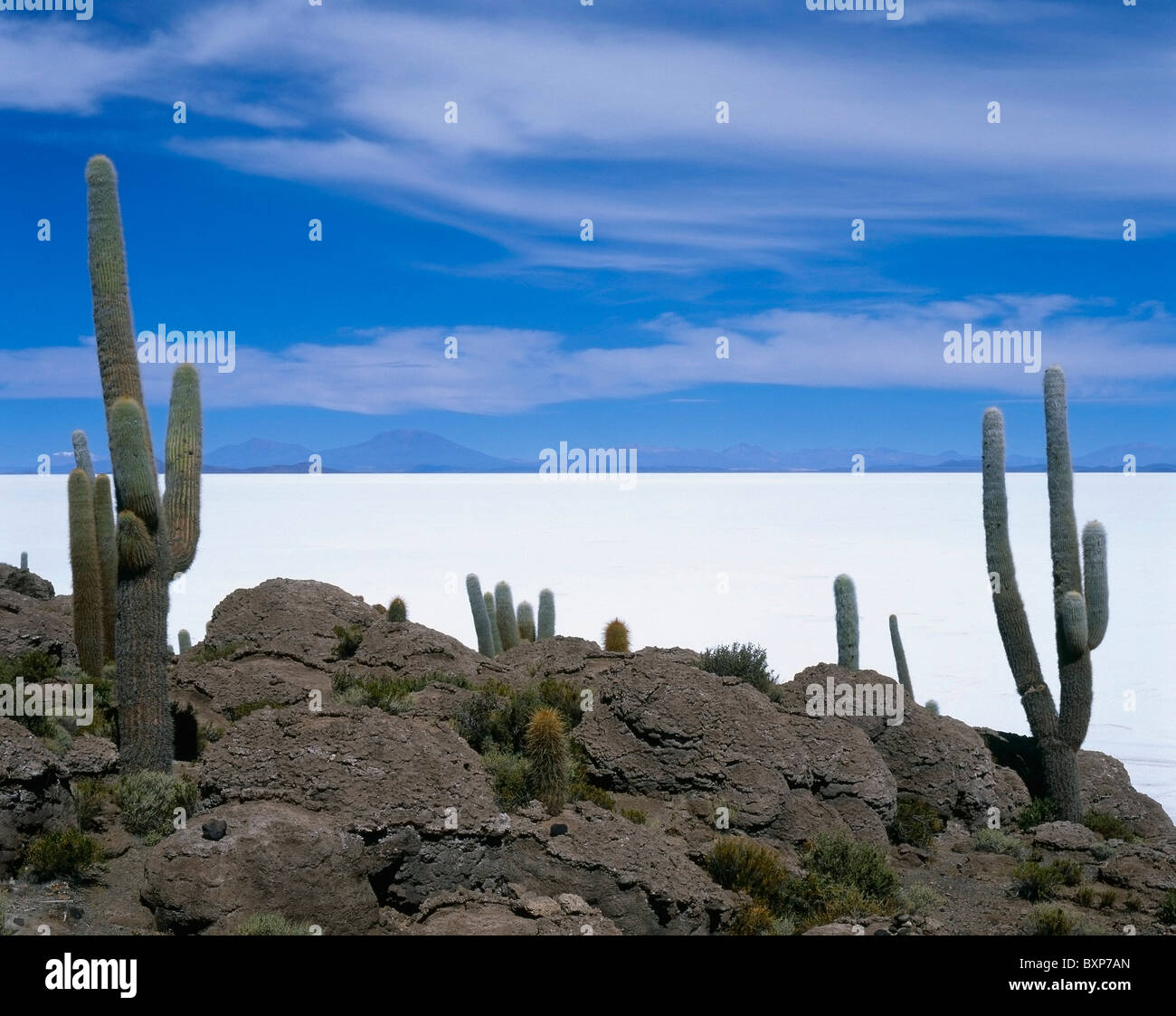 Local Flora, Uyuni Salt Flat Stock Photo - Alamy
