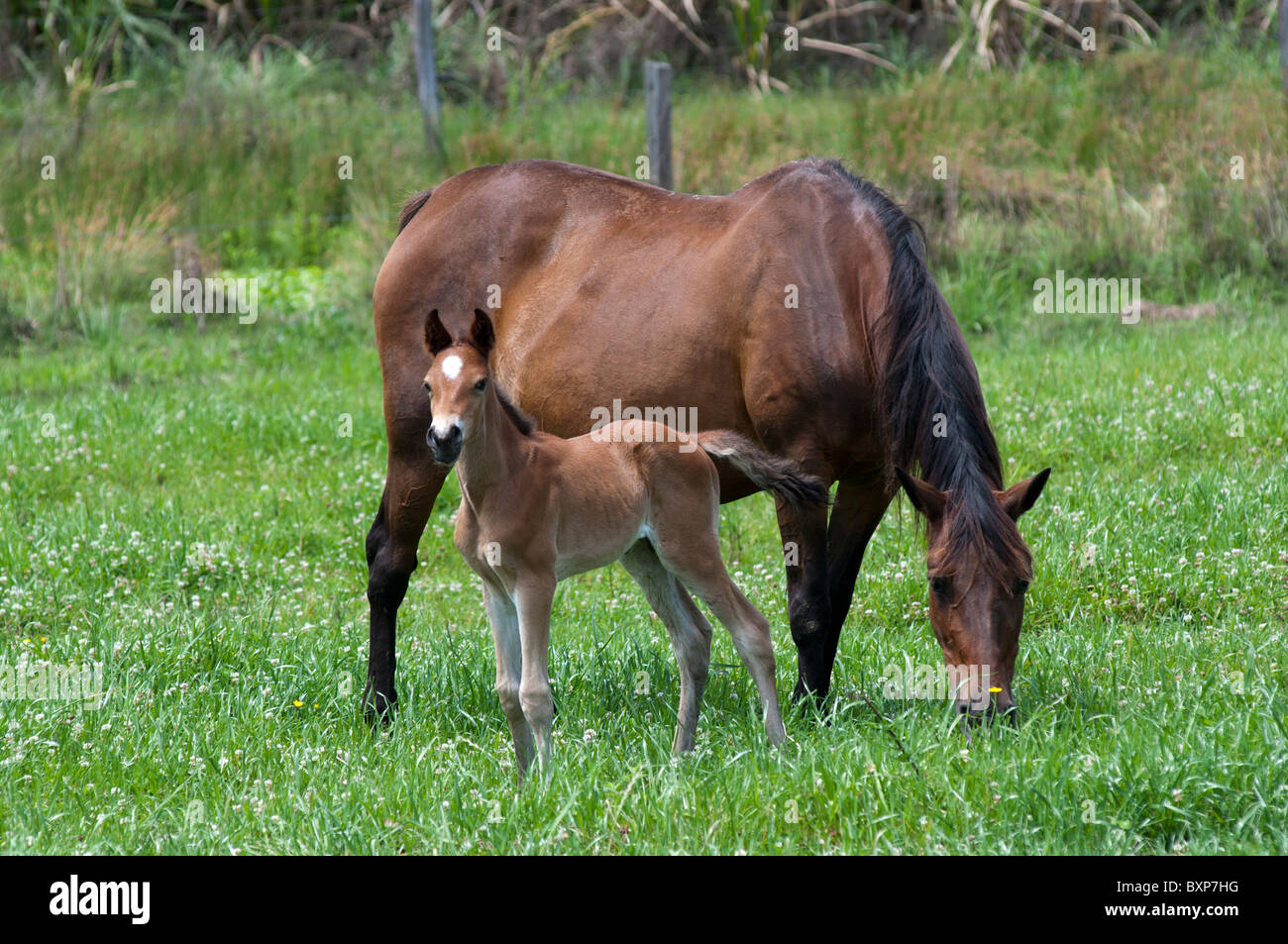 Mare and young foal Stock Photo - Alamy