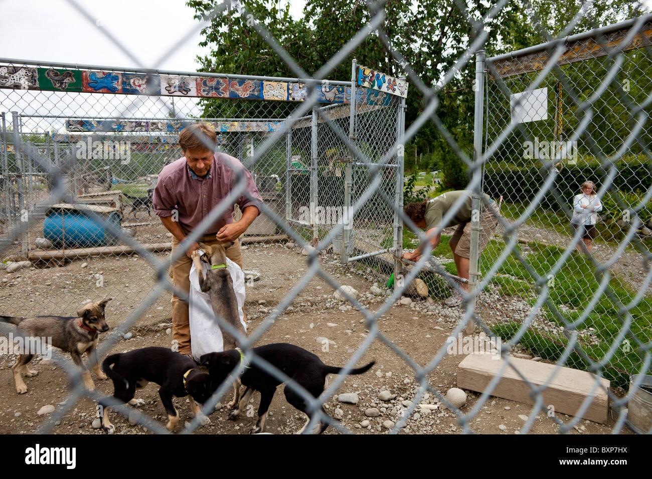 Alaska, Big Lake, Happy Trails Kennel. Martin Buser feeding the "Palin ...