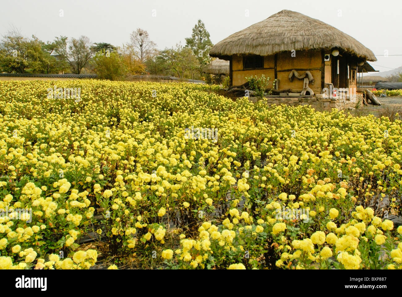 Thatched house and marigolds, Hahoe Folk Village, South Korea Stock ...