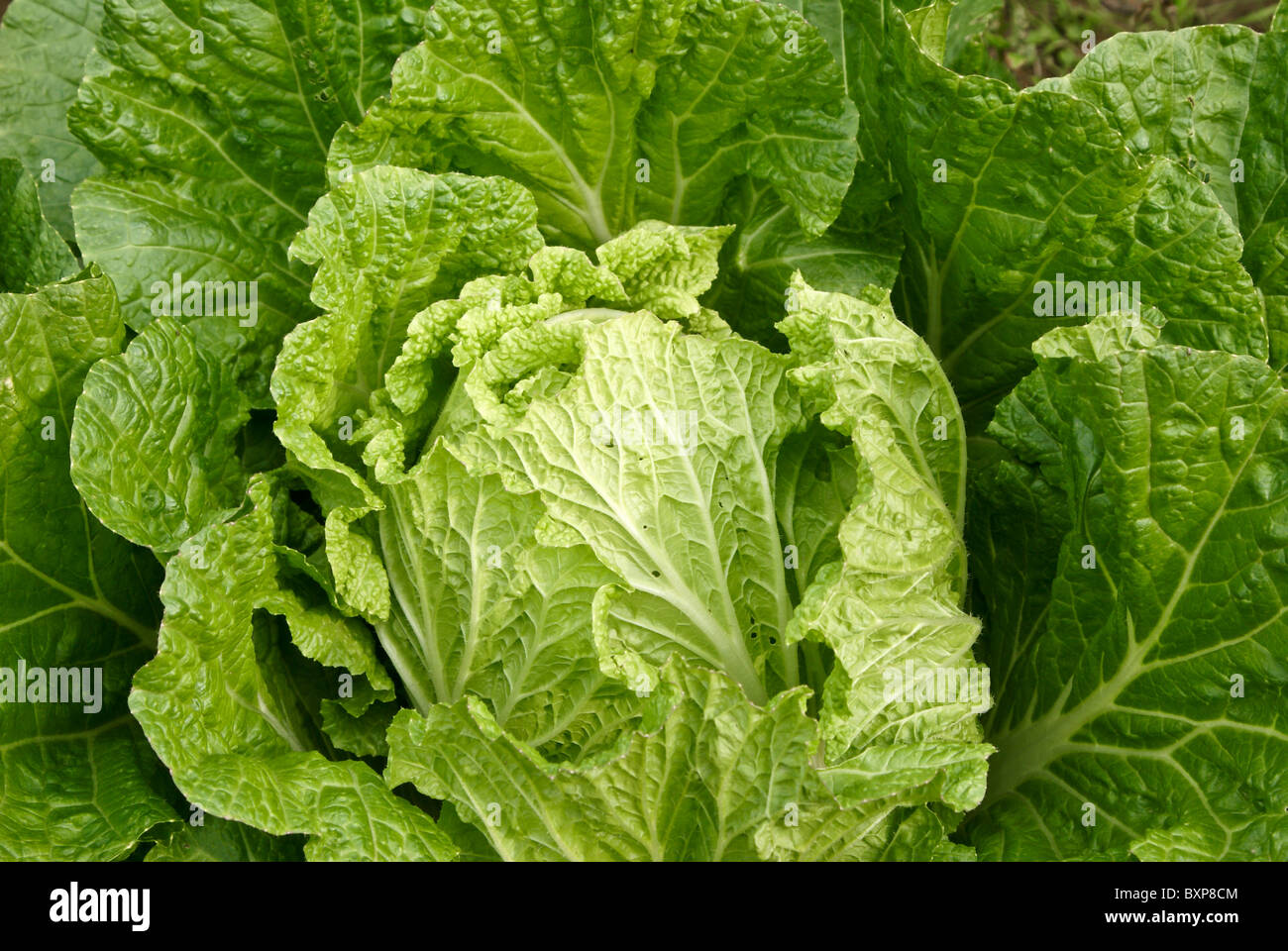 Korean vegetable garden hi-res stock photography and images - Alamy