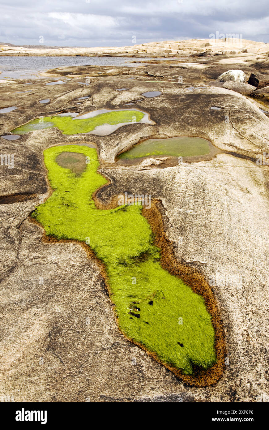 Algae seashore hi-res stock photography and images - Alamy