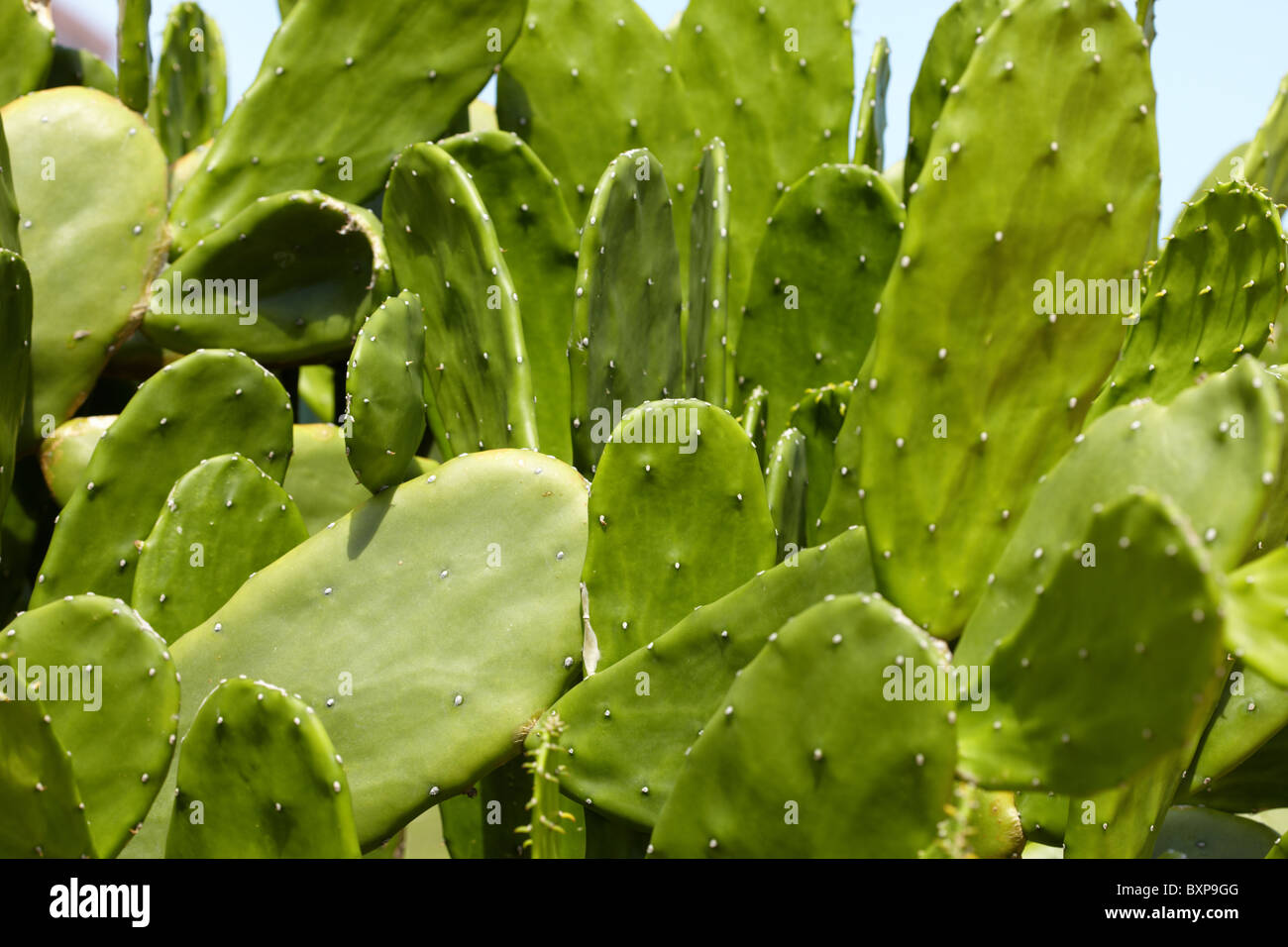 Green cactus plant foreground hi-res stock photography and images - Alamy