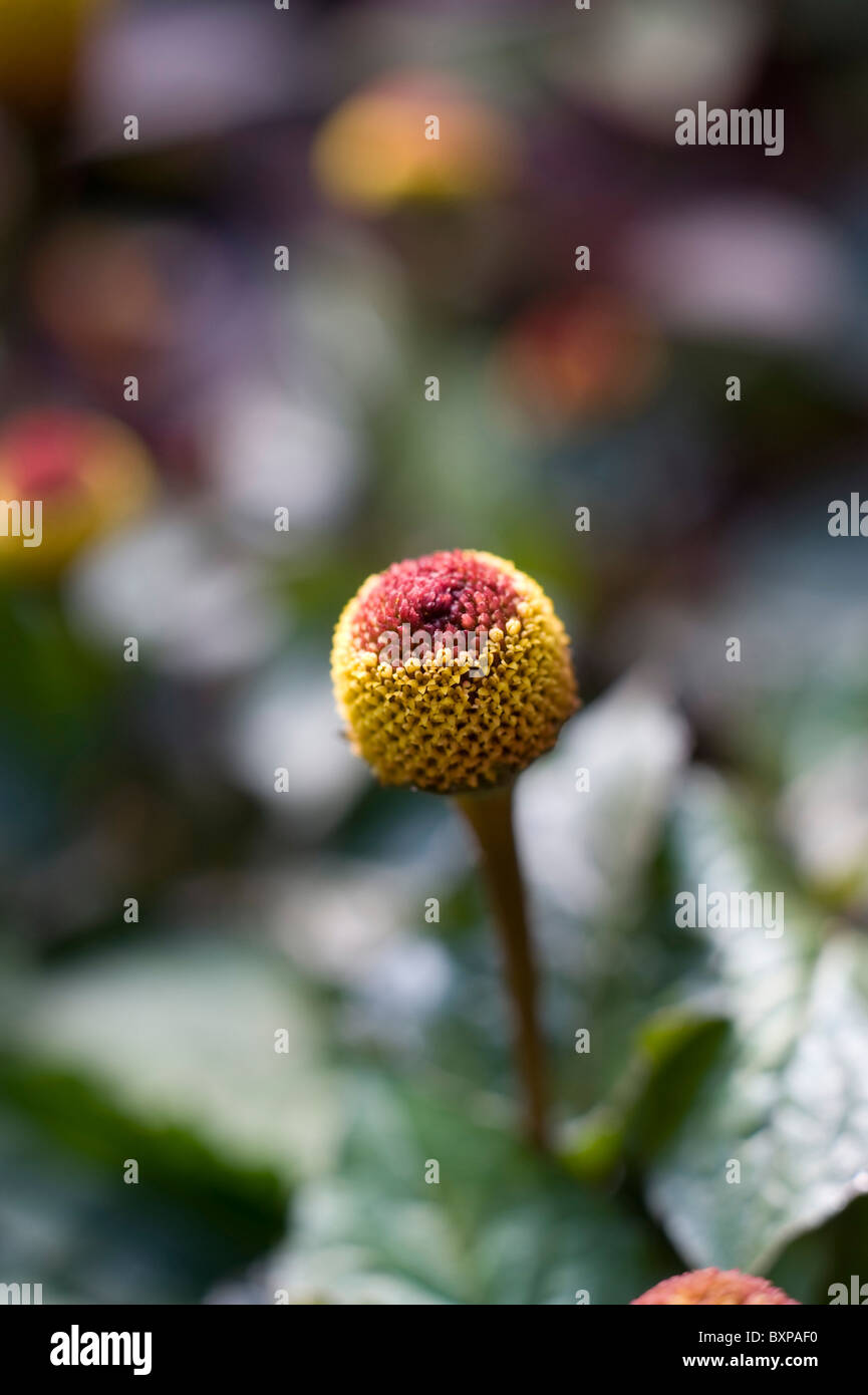 Gardening : Bouton de Sechuan Stock Photo - Alamy