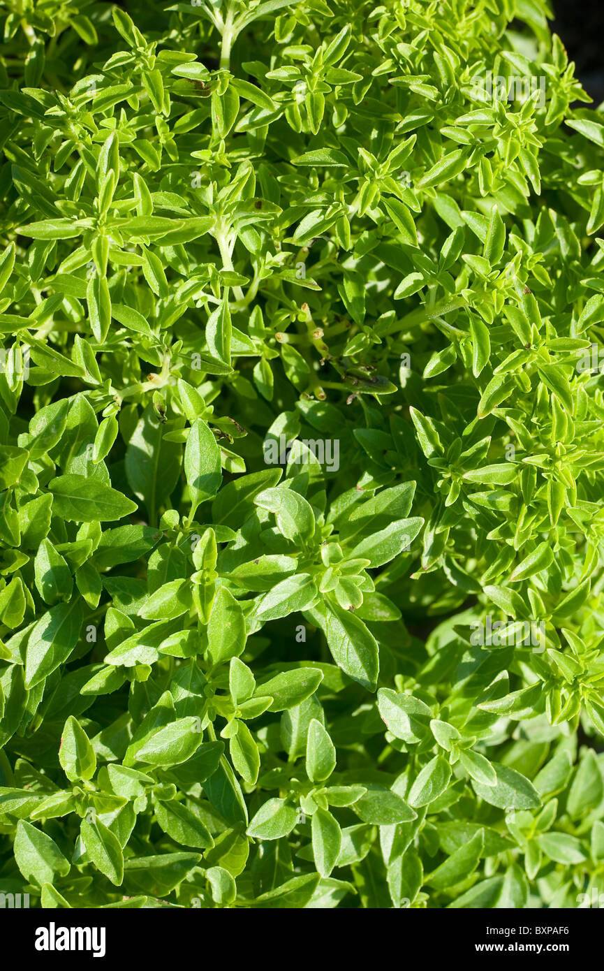 Gardening : dwarf basil Stock Photo - Alamy