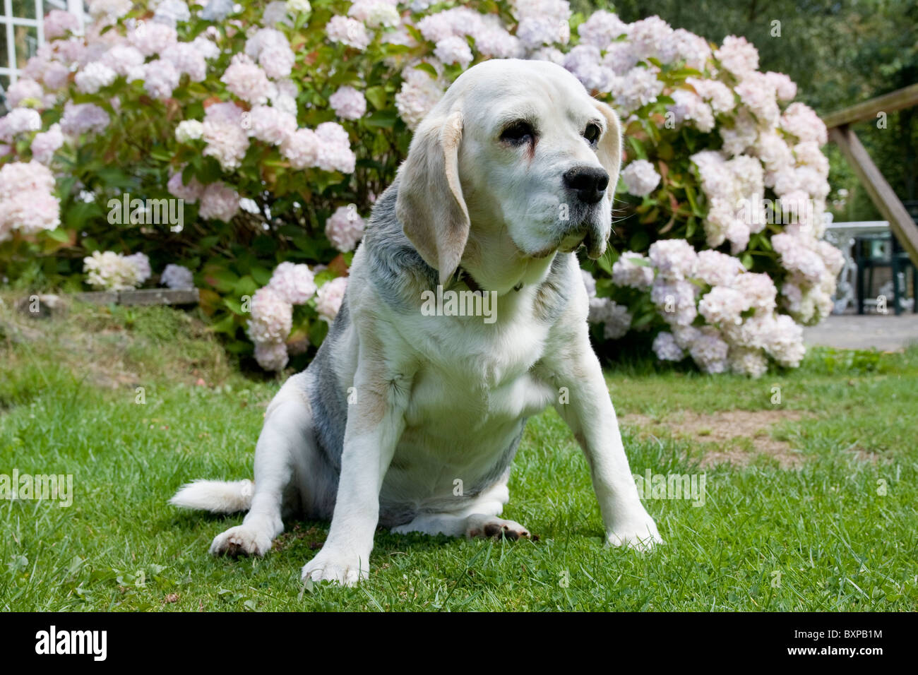 Beagle profile hi-res stock photography and images - Alamy