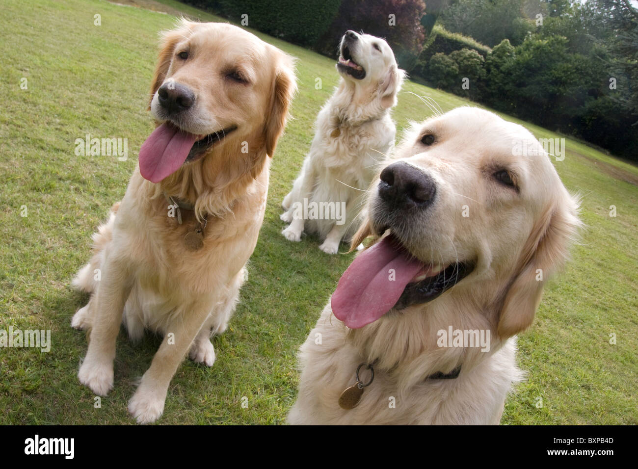 three golden retrievers sitting in garden Stock Photo - Alamy