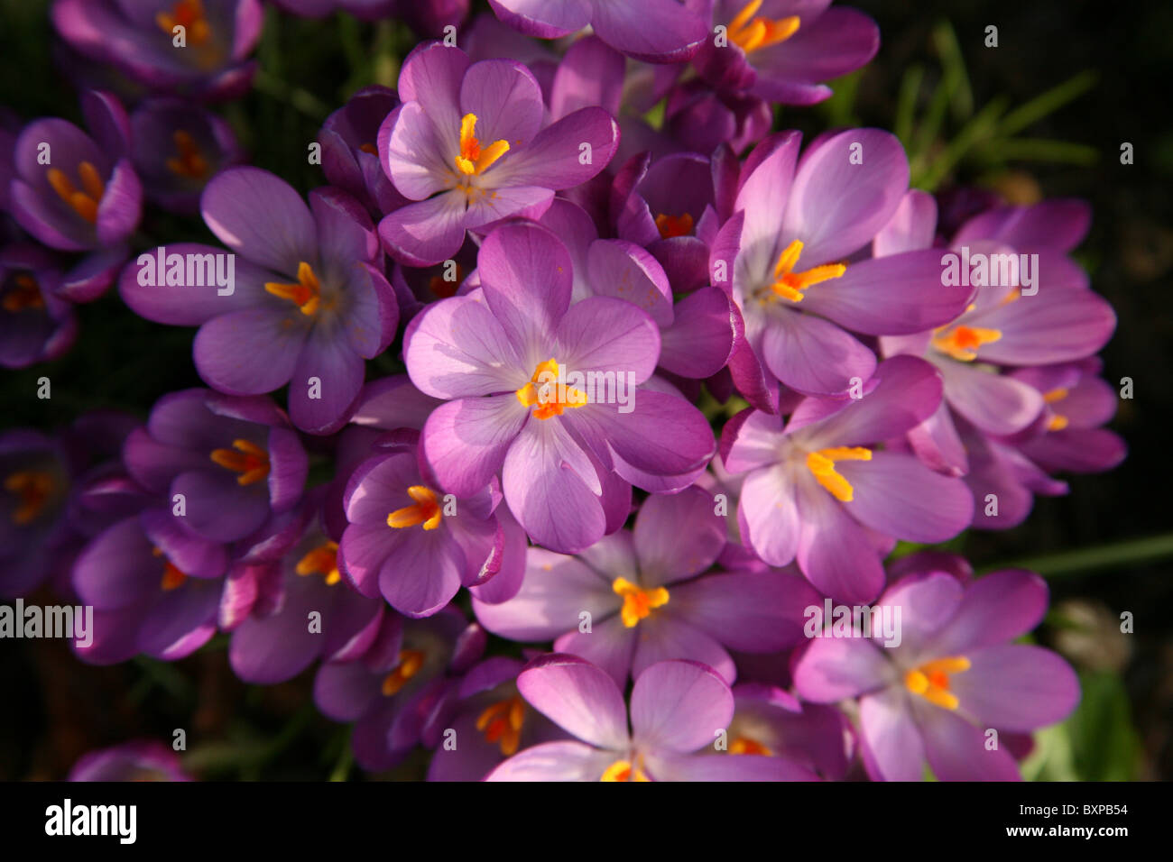 A clump of purple Crocus longiflorus in springtime Stock Photo - Alamy