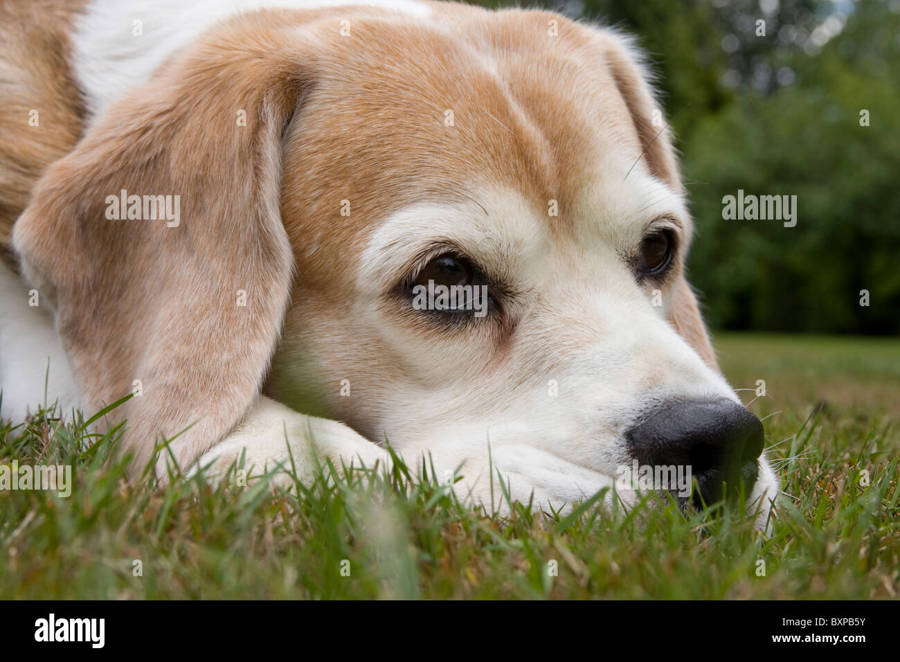Beagles hi-res stock photography and images - Alamy