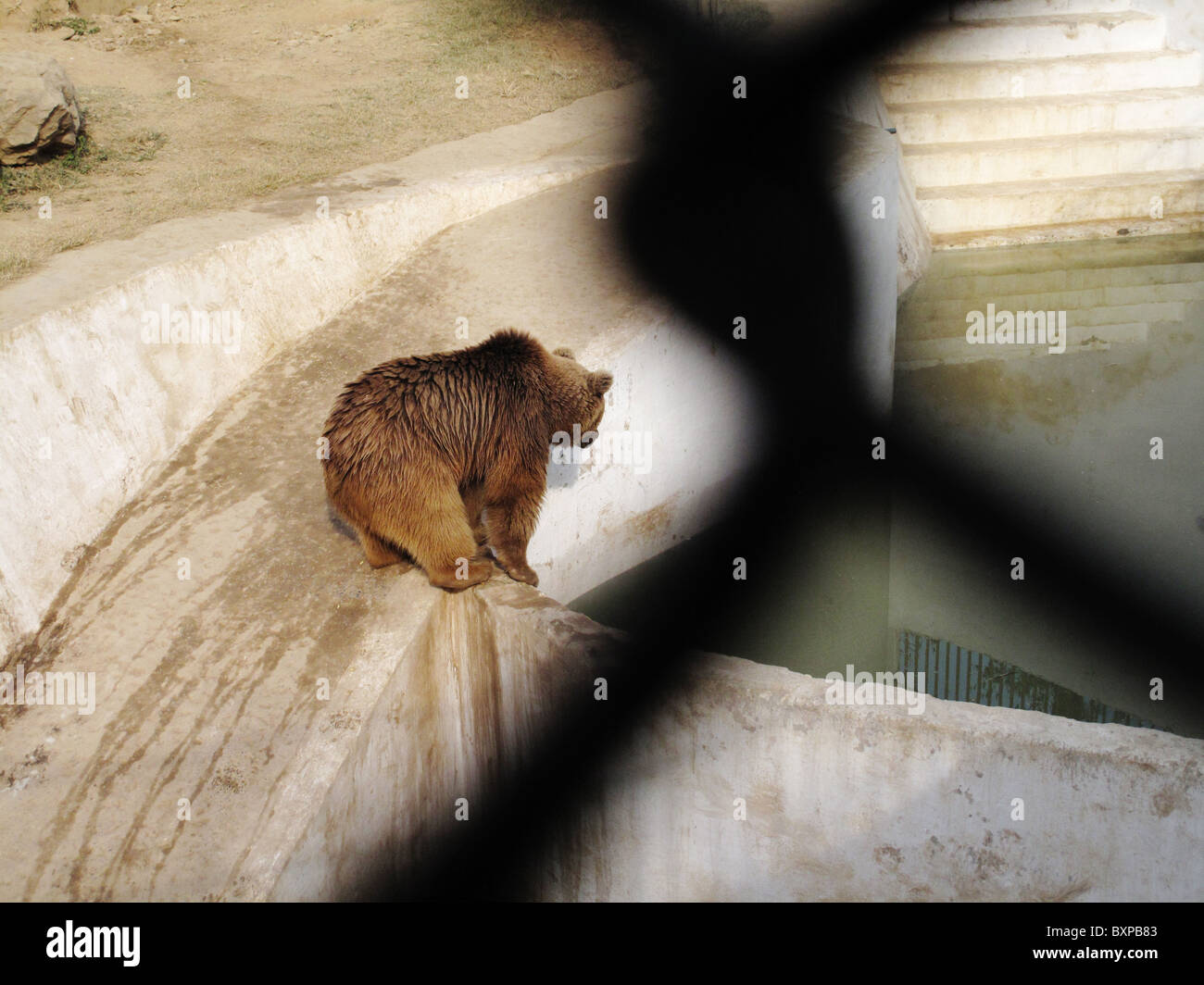 Islamabad zoo- a brown bear behind bars Stock Photo - Alamy