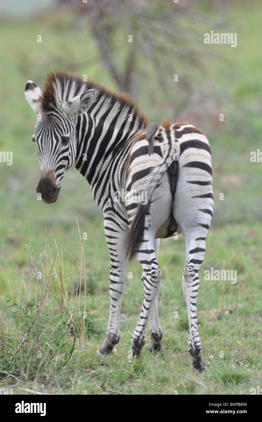 Tail africa hi-res stock photography and images - Alamy