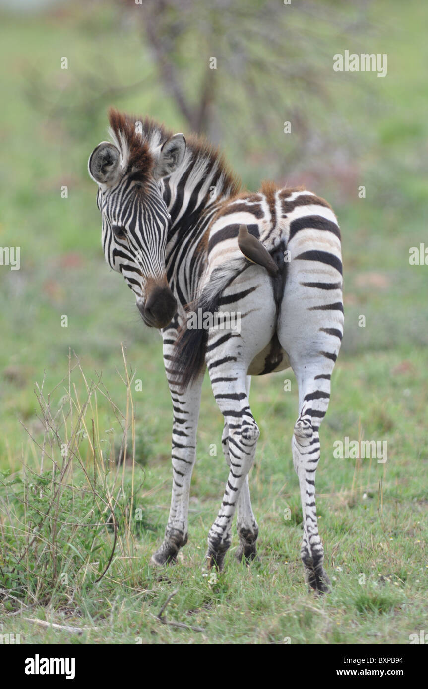 Portrait of a Zebra with a bird on his tail in Pilanesberg Game Reserve ...