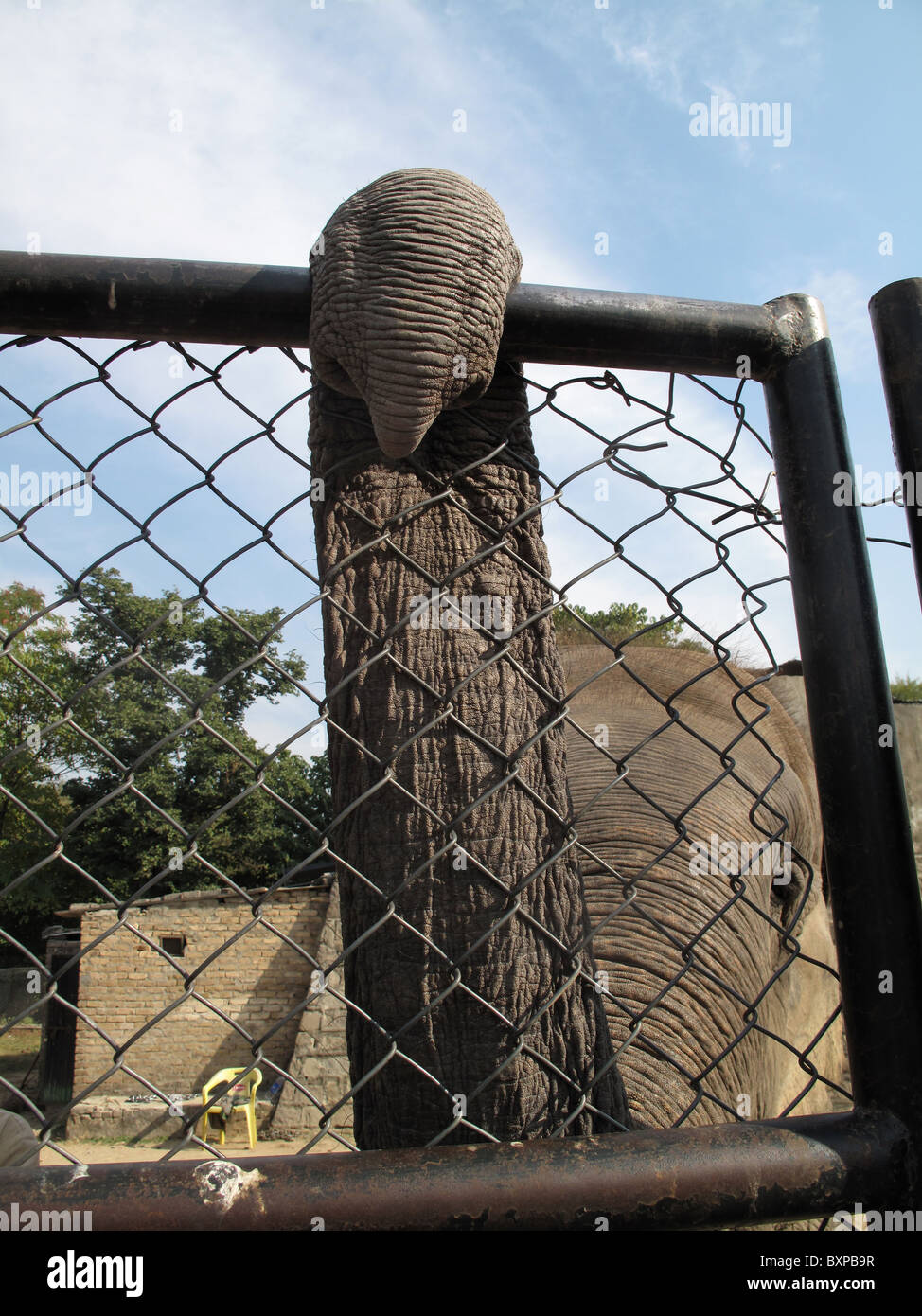Islamabad zoo - close-up of elephant trunk curled around cage Stock ...