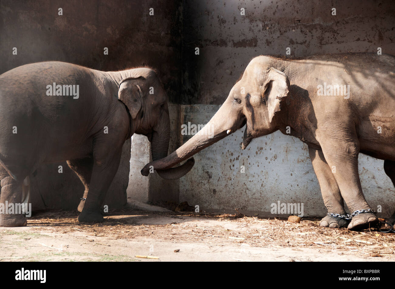 Islamabad zoo - two elephants greeting each other Stock Photo - Alamy